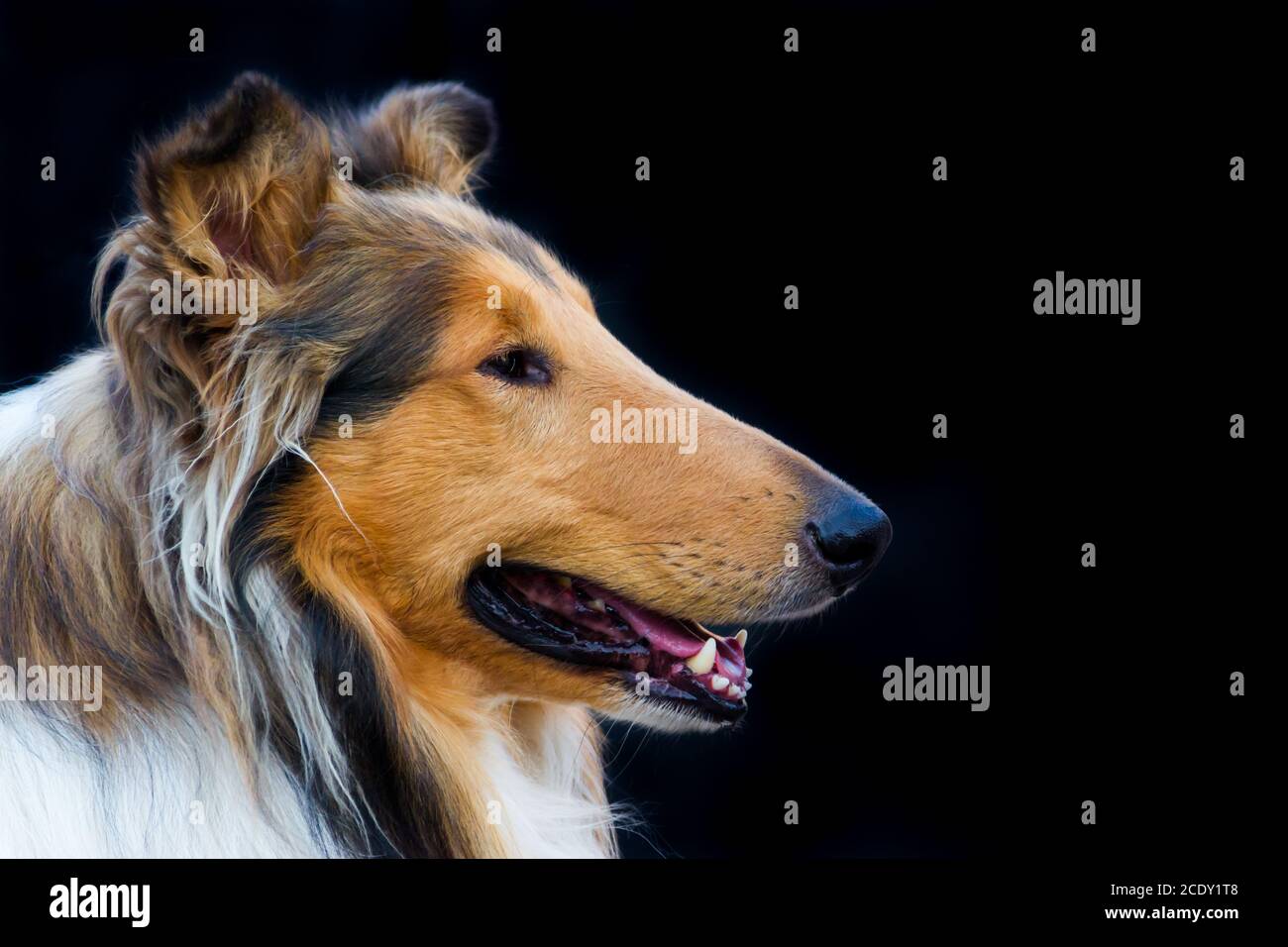 portrait of golden collie dog on black background Stock Photo - Alamy