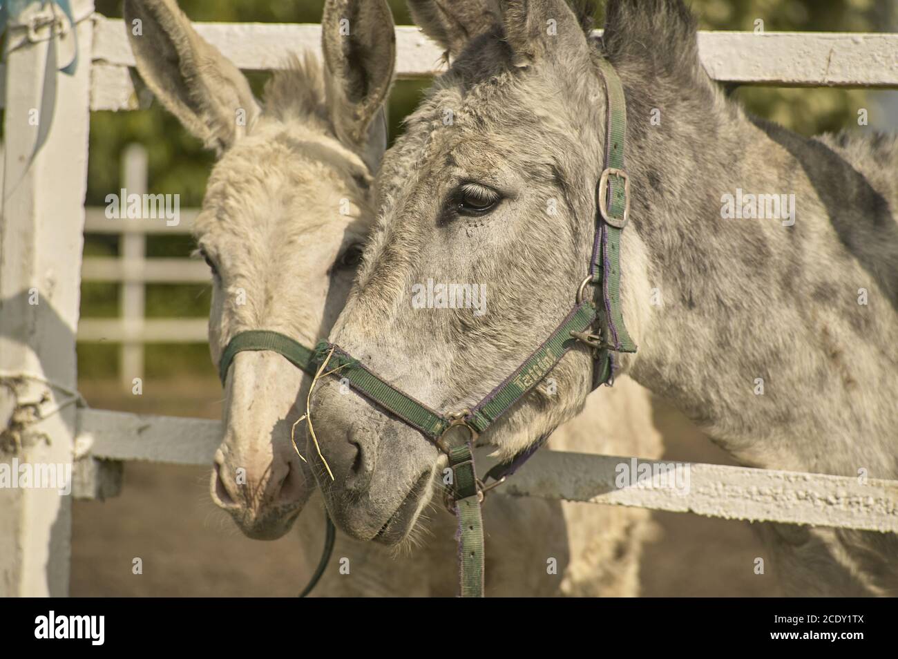 Two Donkeys in a breeding Stock Photo - Alamy