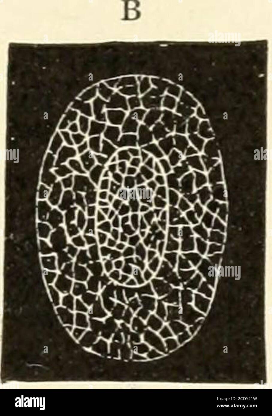 Robert brown nucleus hi-res stock photography and images - Alamy