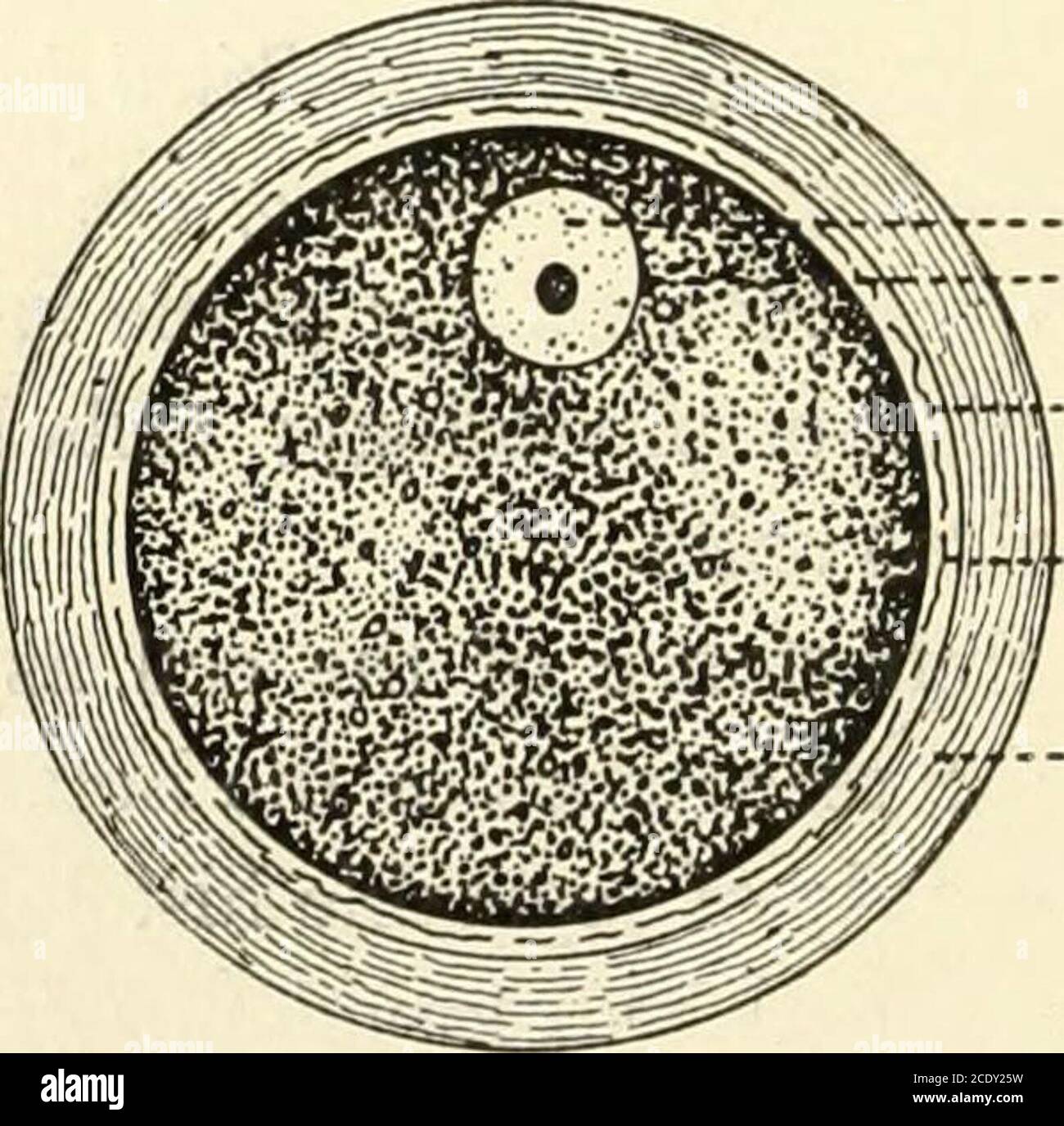 Fatty acids microscope hi-res stock photography and images - Alamy