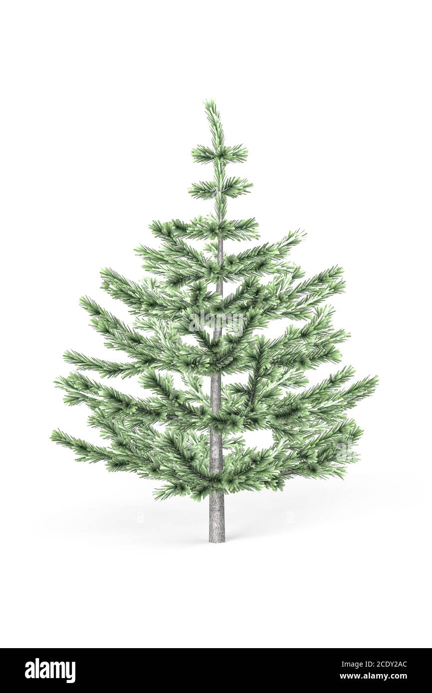 Young fir tree isolated on a white background - 3d render Stock Photo ...
