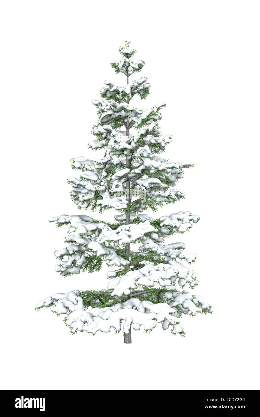 Fir tree covered with snow isolated on white background - 3d render ...