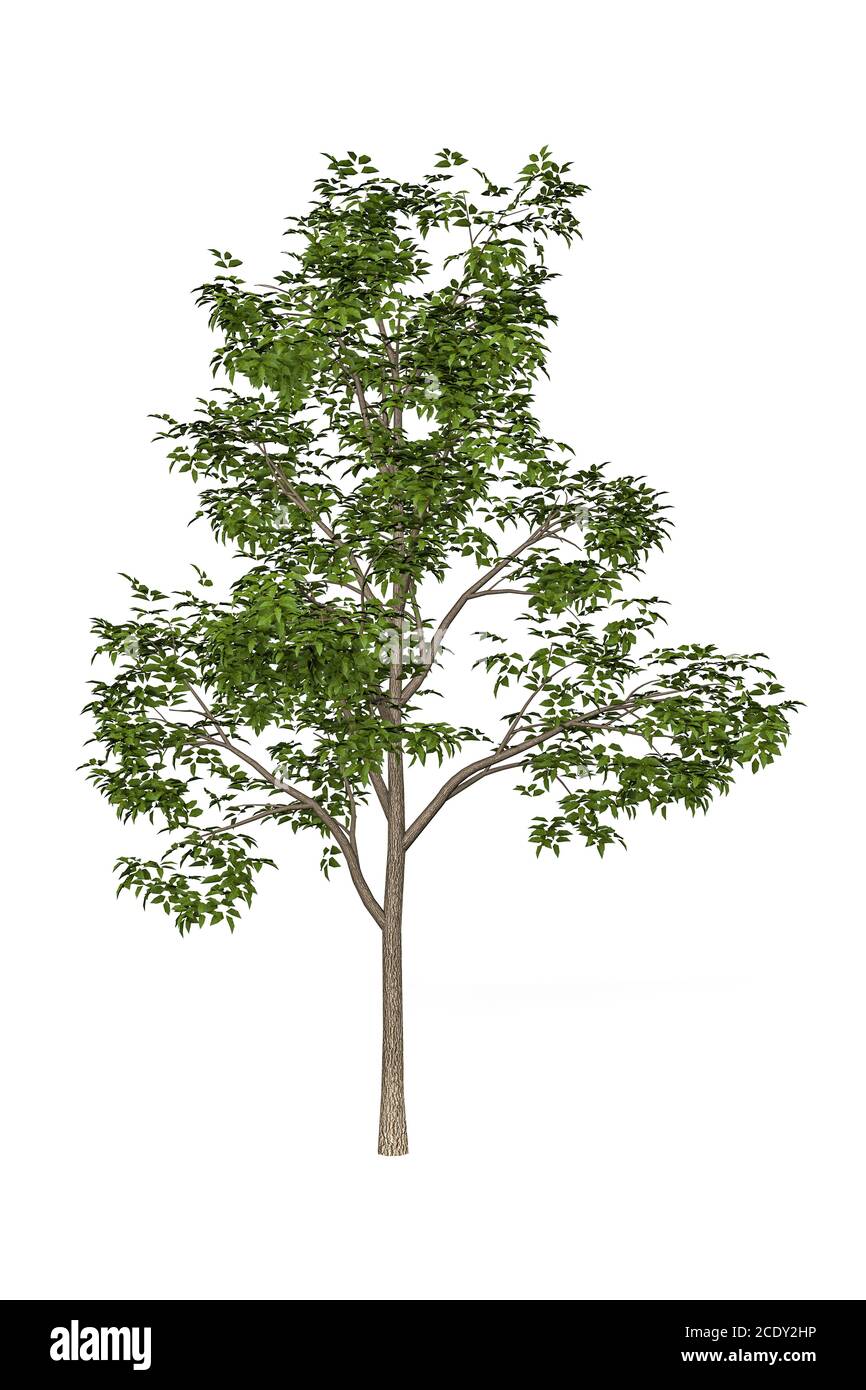 Small maple tree isolated on white background - 3d render Stock Photo ...