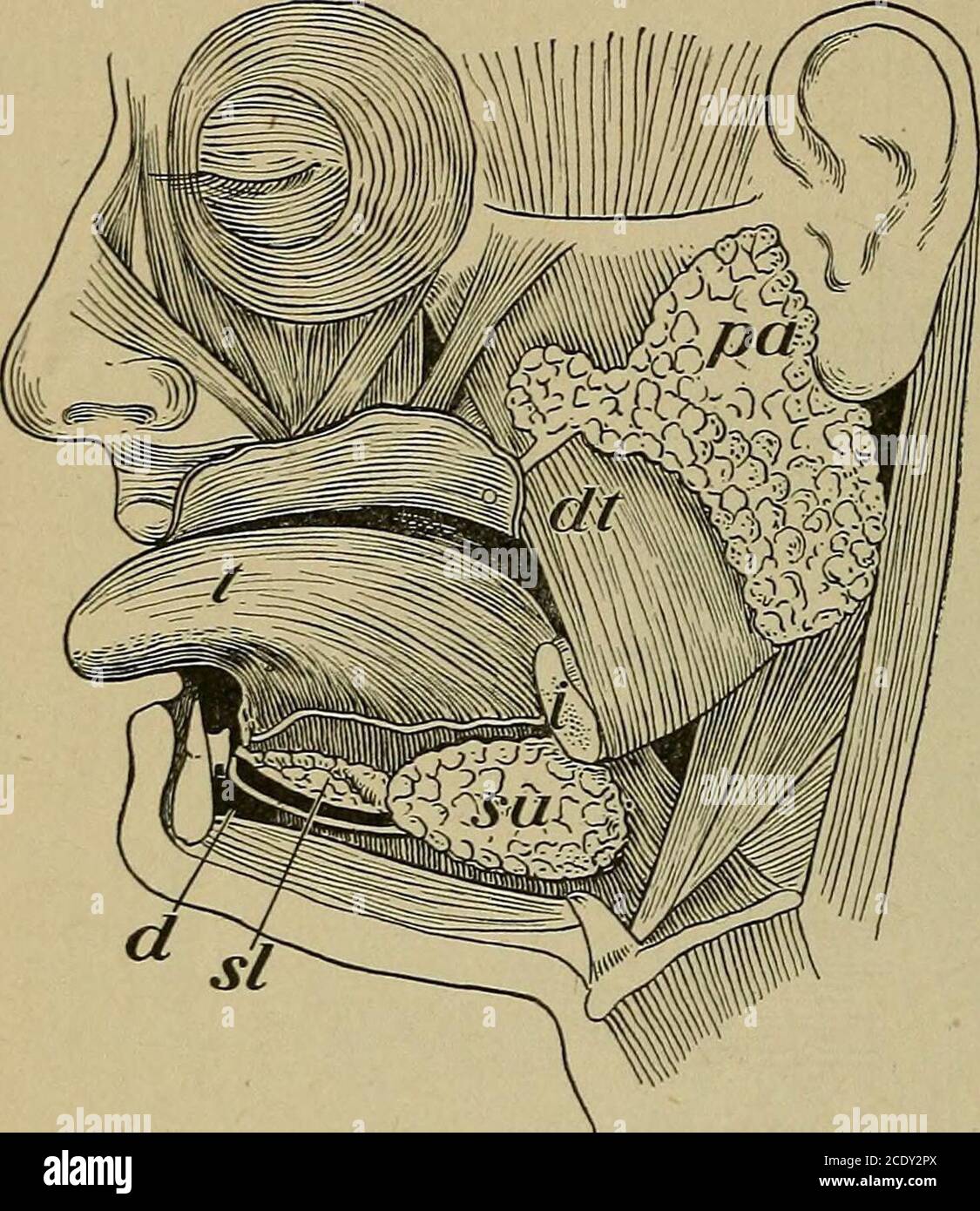 Sublingual Papilla