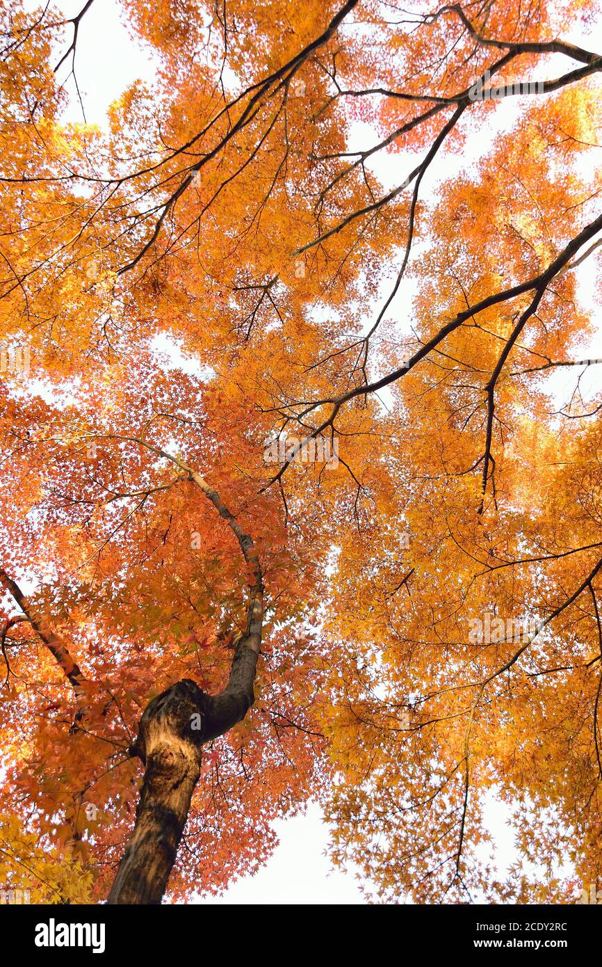 Wide angle landscape of Autumn Maple trees Stock Photo - Alamy