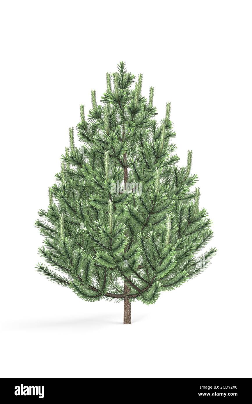 Small pine tree isolated on white background - 3d render Stock Photo ...