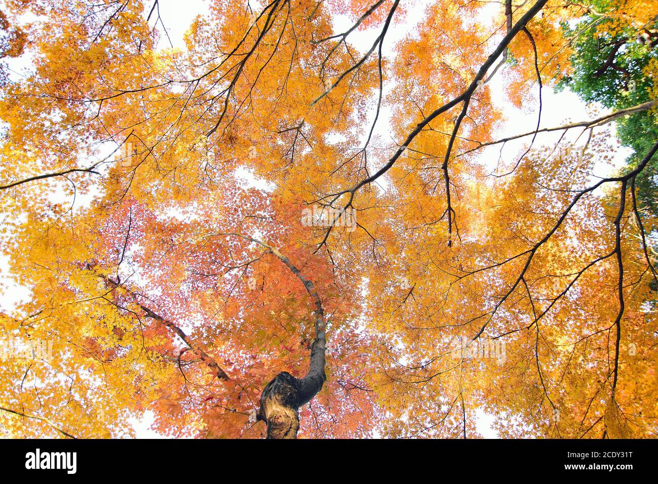 Wide angle landscape of Autumn Maple trees Stock Photo - Alamy