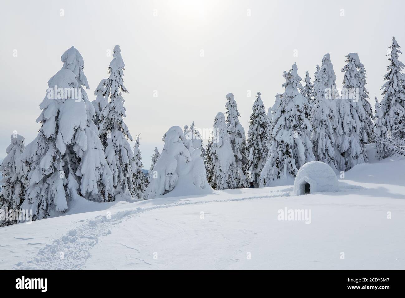 Igloo forest hi-res stock photography and images - Alamy