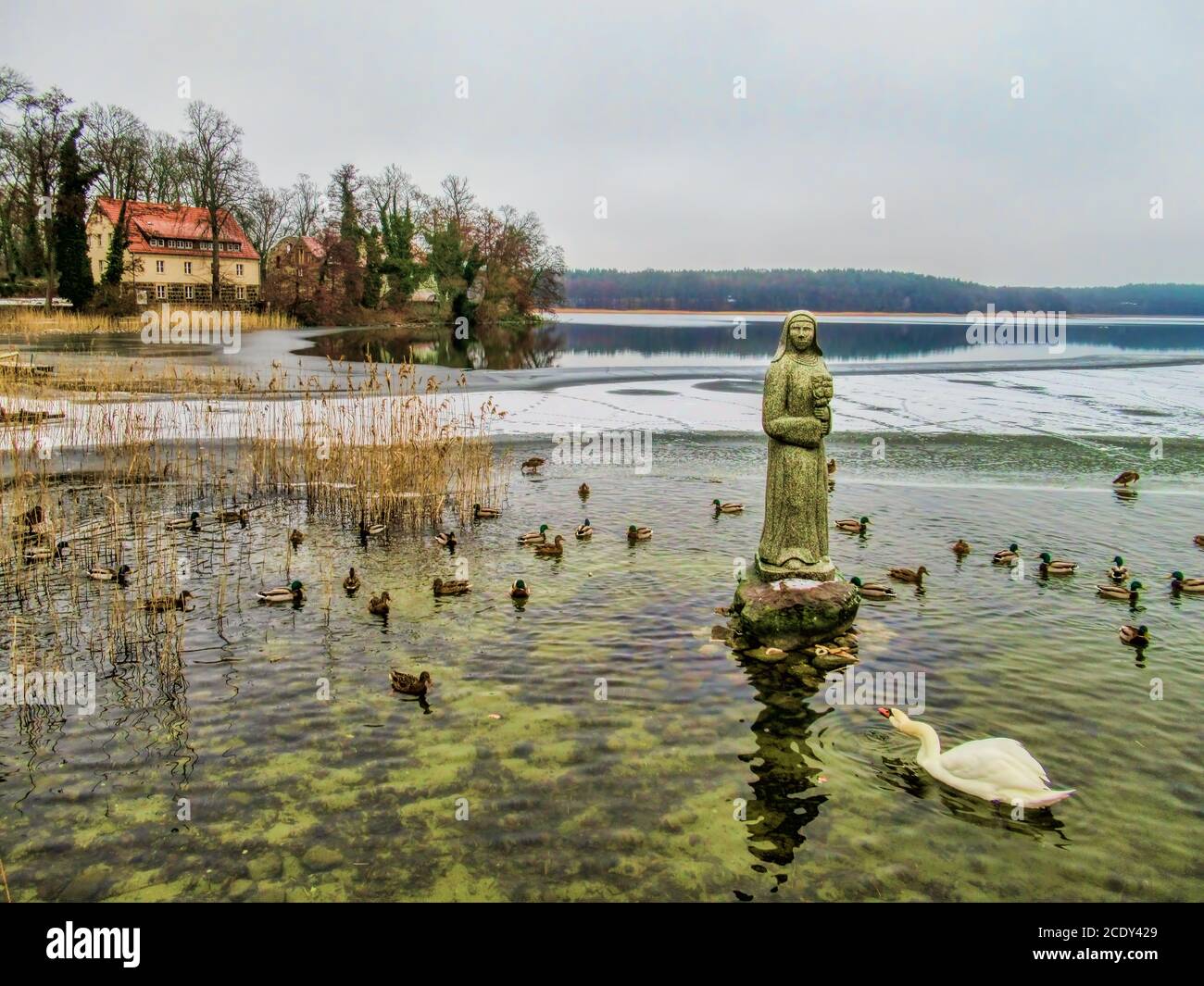 Idyll on the Wutz lake with swan and ducks in Lindow mark, Germany ...