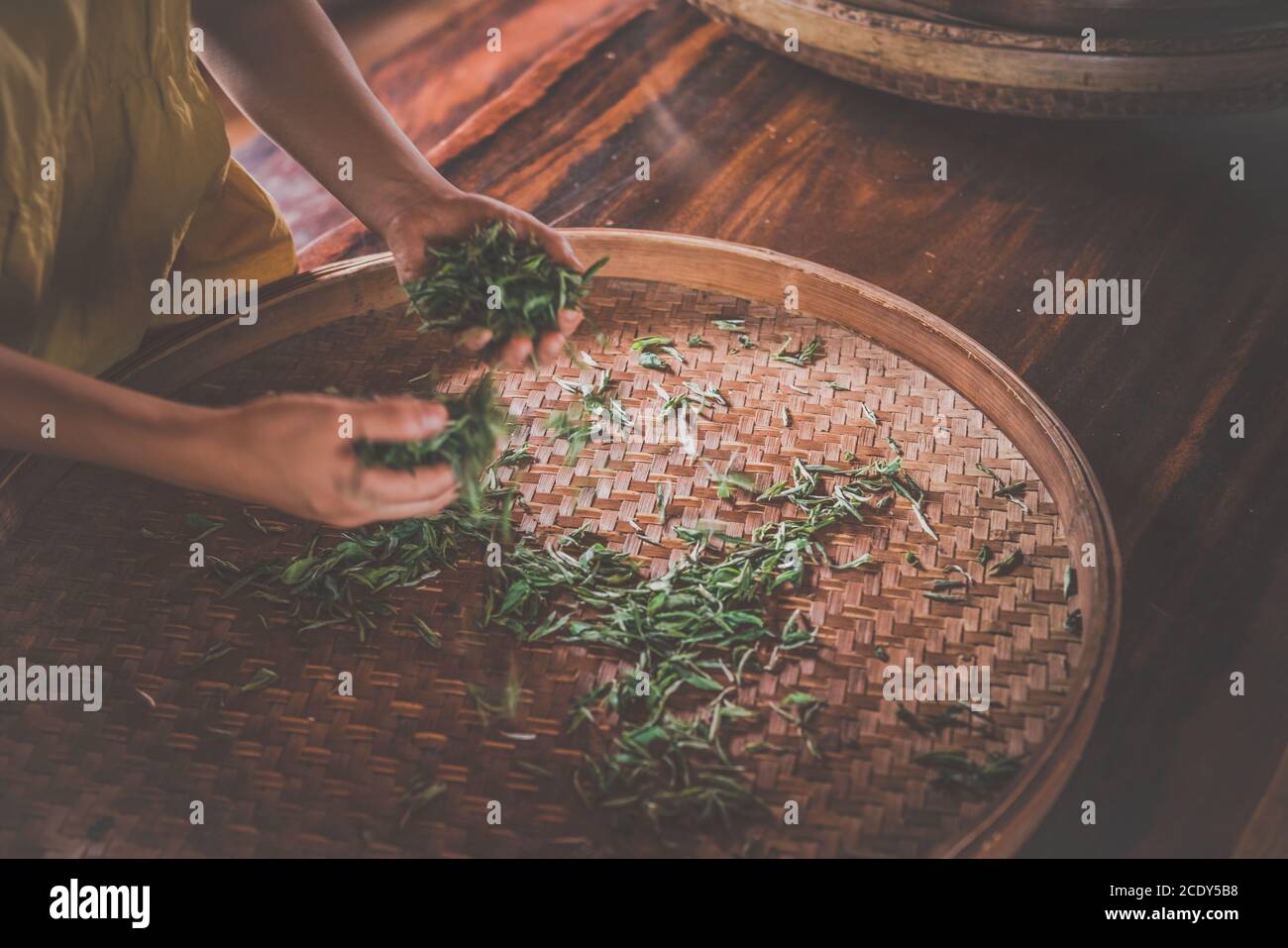 Shot of fresh tea leaves gathered from the plantation spread on around ...