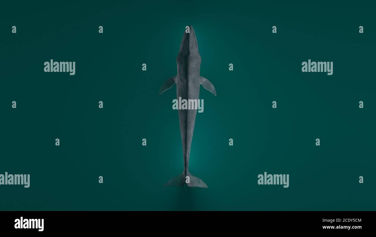 Blue Whale swims in ocean Stock Photo - Alamy