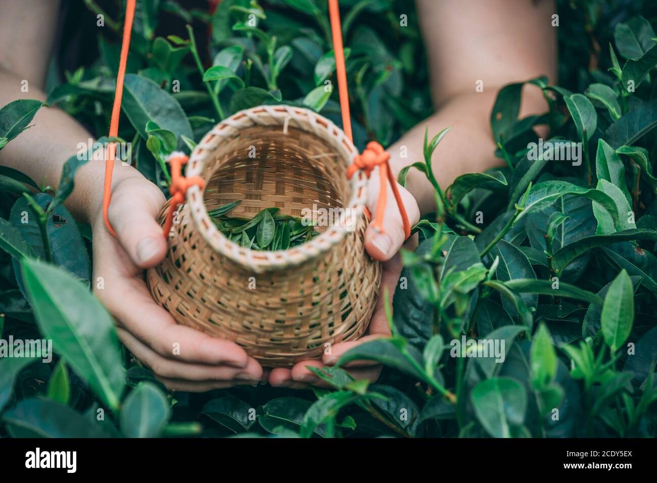 Female worker collecting tea leaves Stock Photo - Alamy