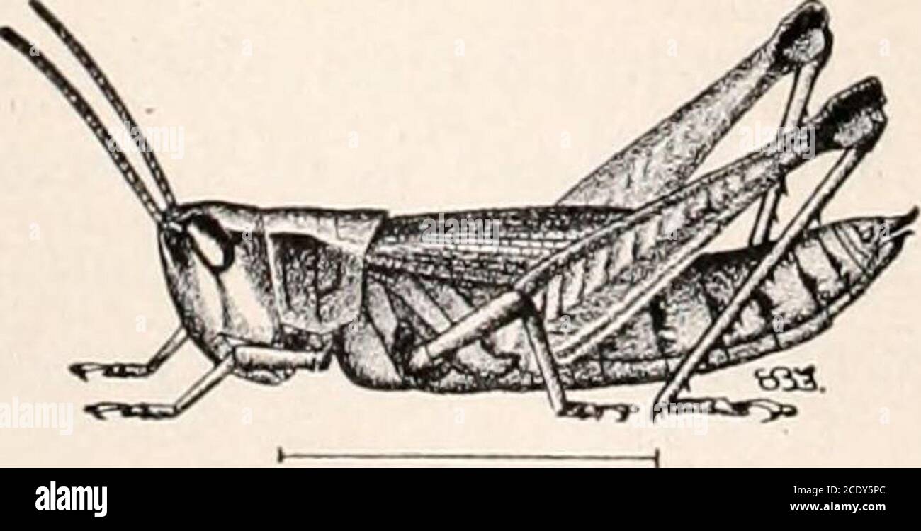 Red Legged Grasshopper