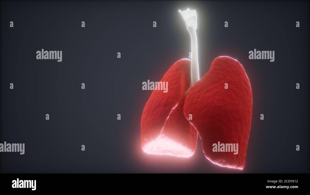 3d animation of human lungs Stock Photo - Alamy