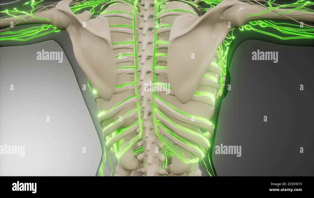 Blood Vessels of Human Body Stock Photo - Alamy