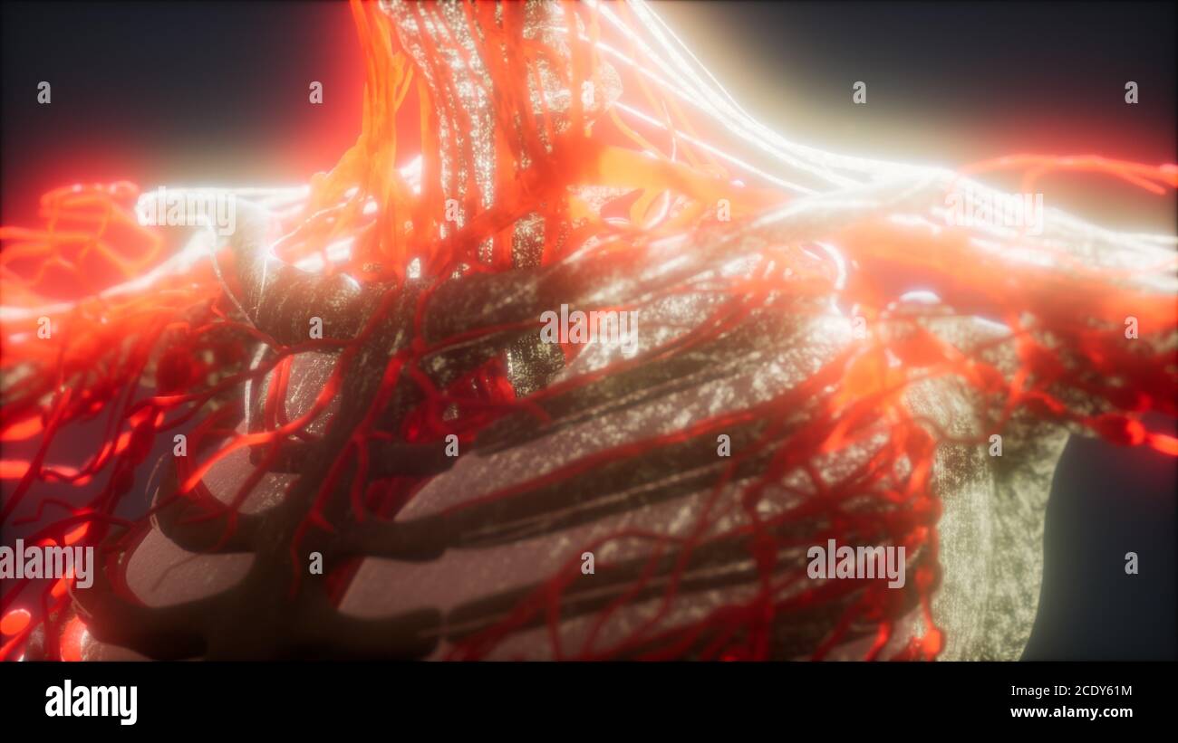 3d rendered medically accurate animation of heart and blood vessels ...