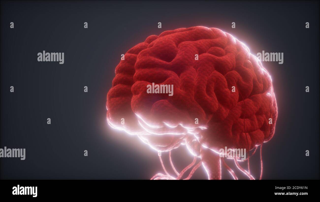 Human Brain Animation