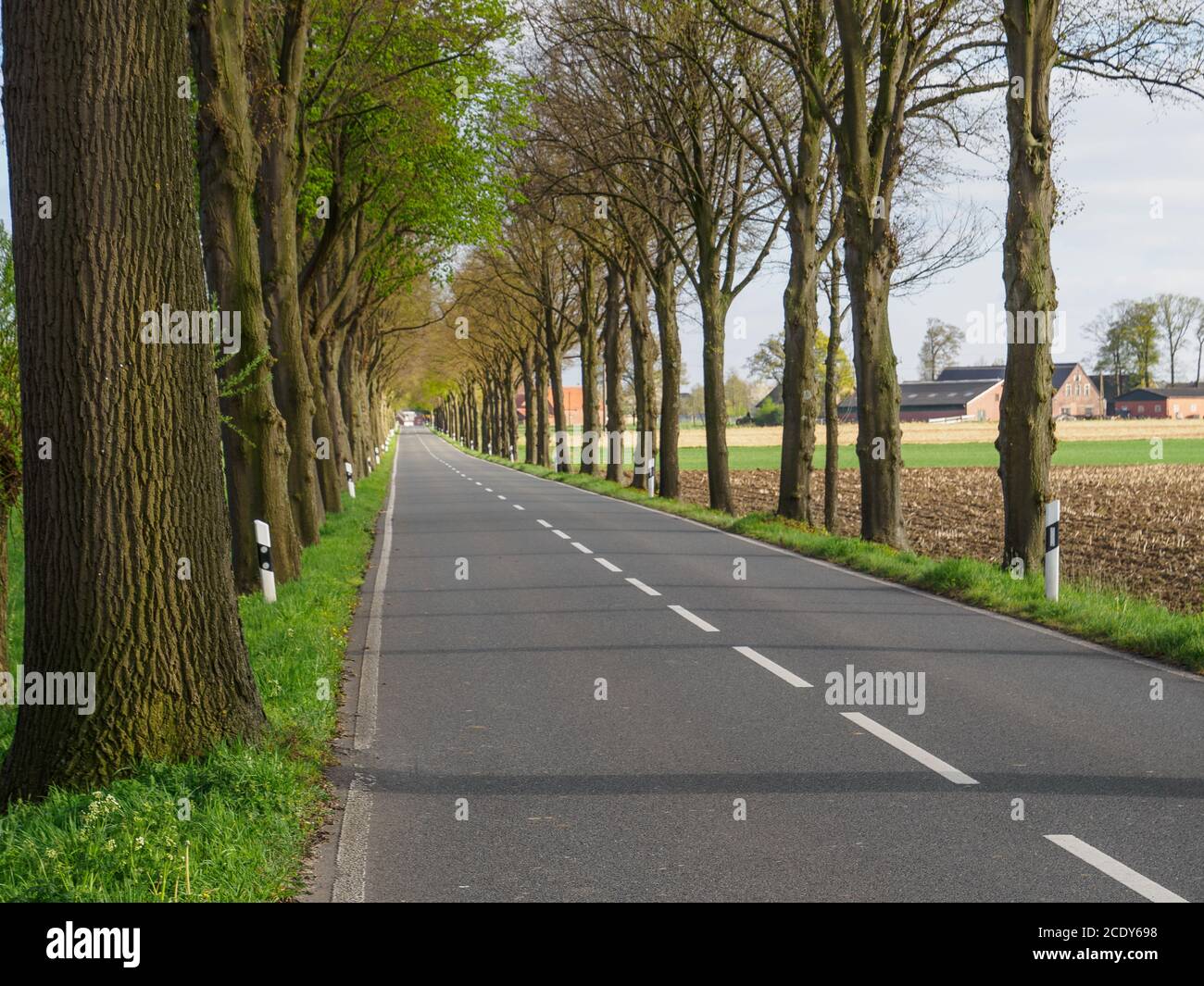 trees and street Stock Photo - Alamy