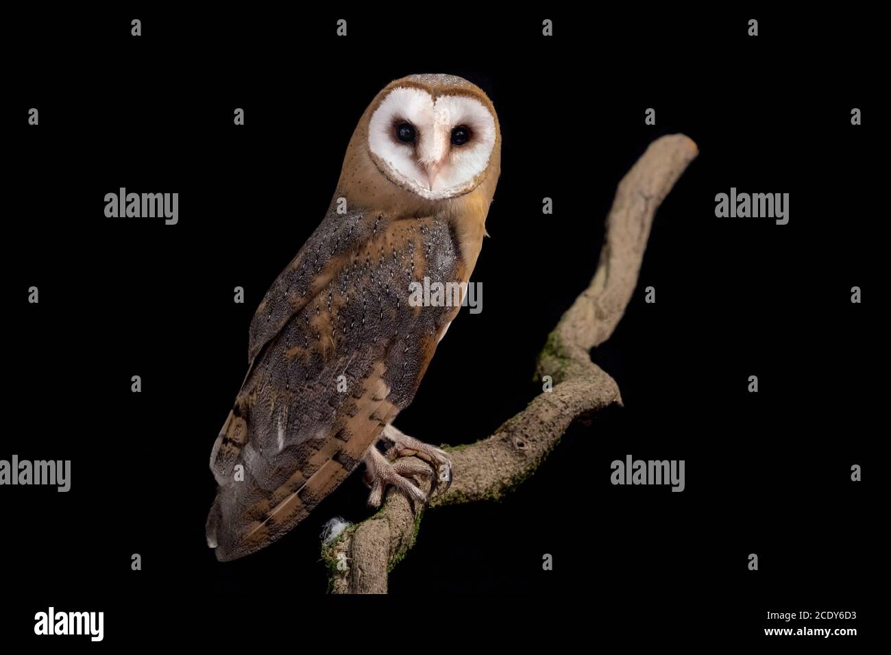 A perfect predator, the Barn owl in the night (Tyto alba Stock Photo ...