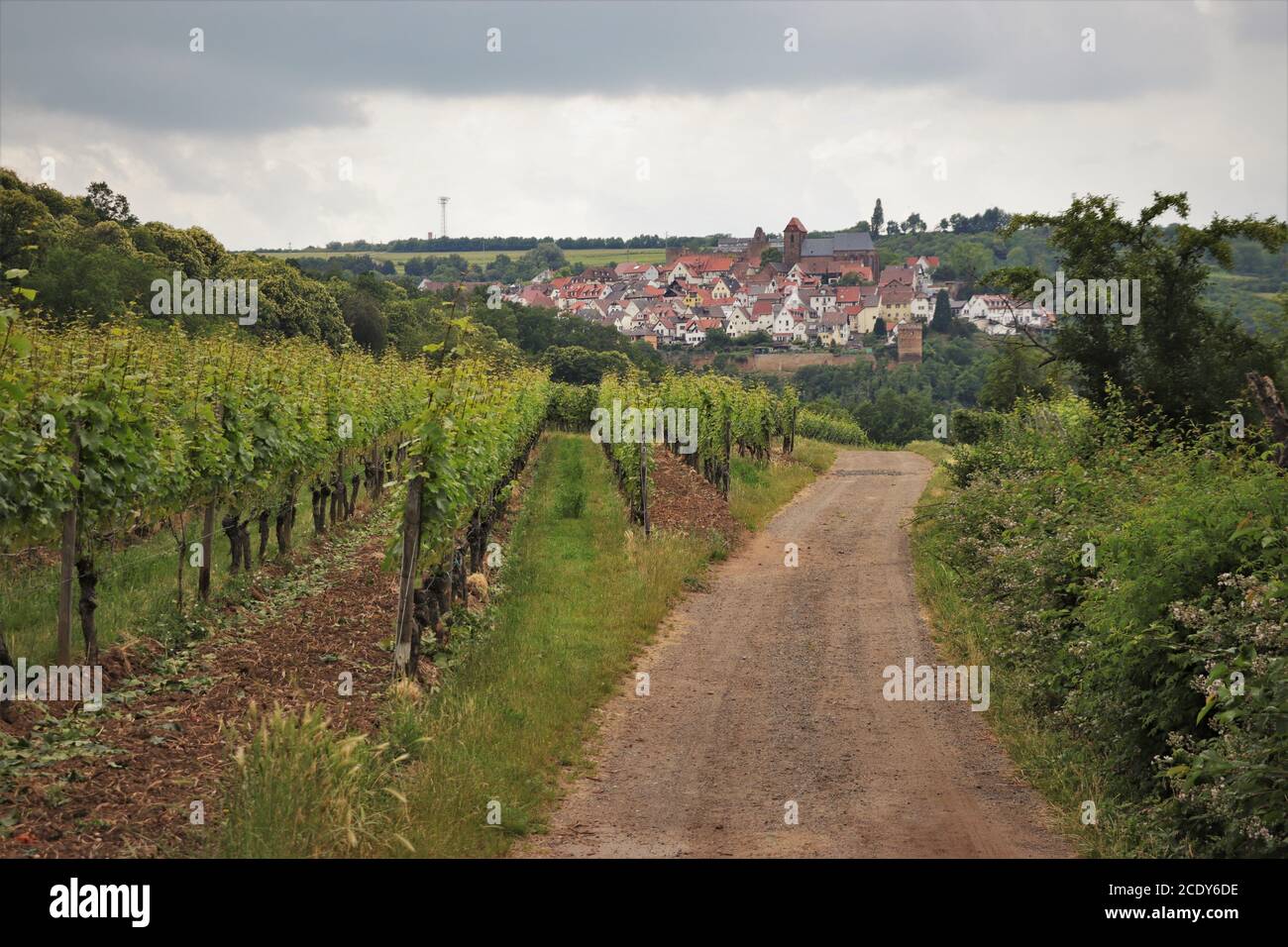 Path through Vineyard in German Wine Region, Neuleiningen, Germany ...