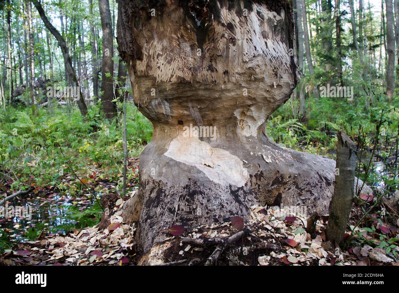 Beaver belted tree with his teeth Stock Photo - Alamy
