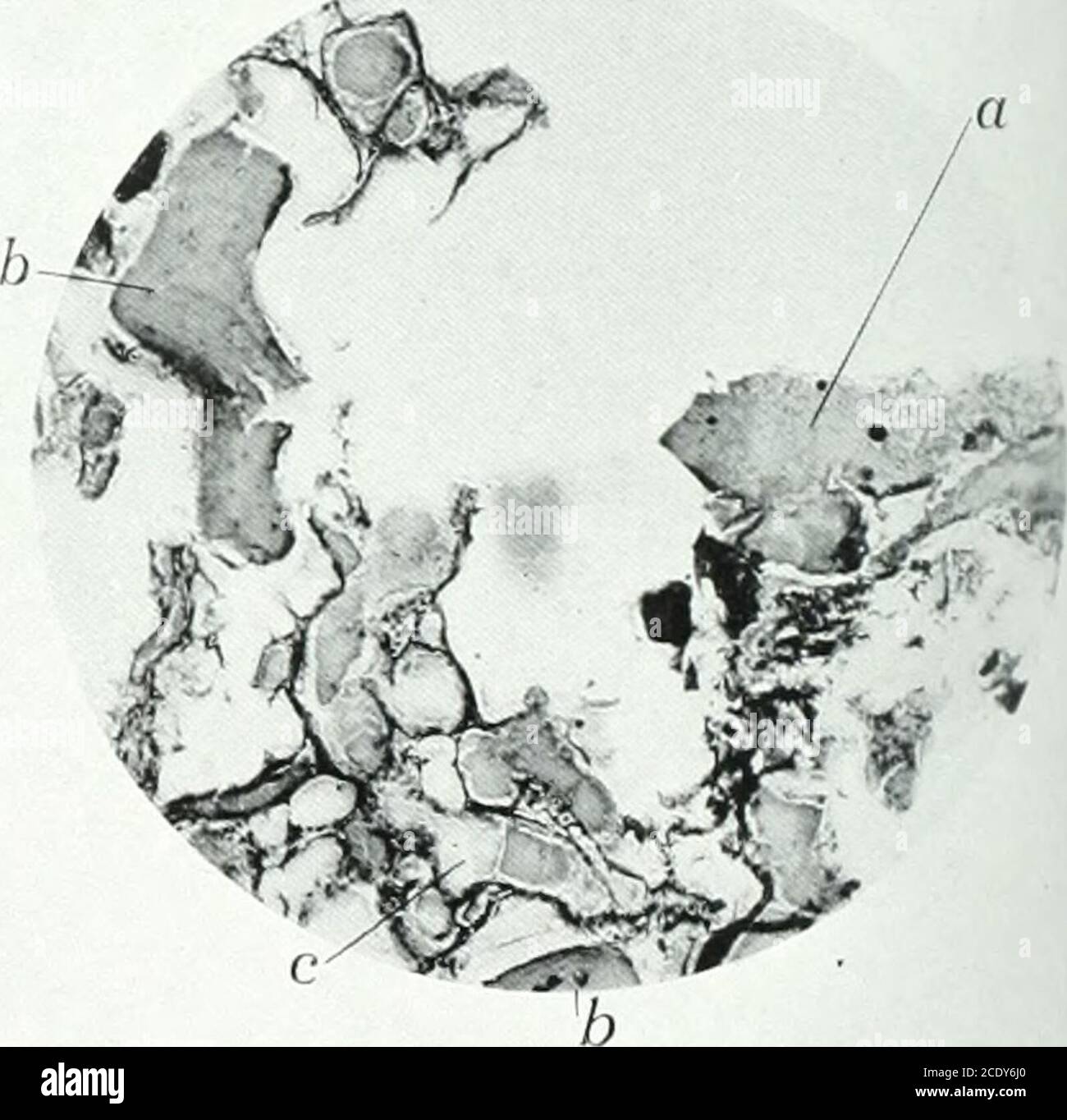 Urates hi-res stock photography and images - Alamy