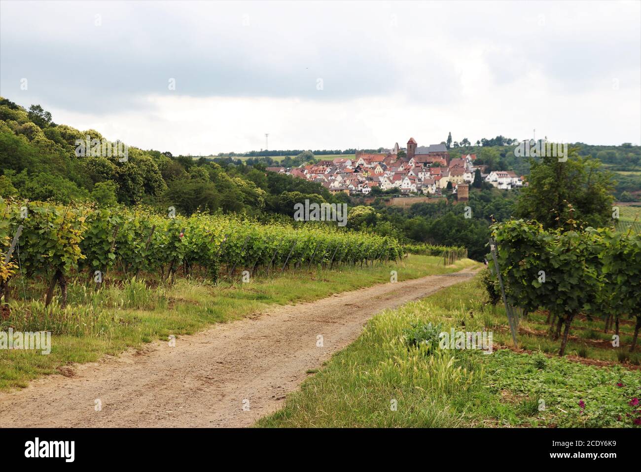 Path through Vineyard in German Wine Region, Neuleiningen, Germany ...
