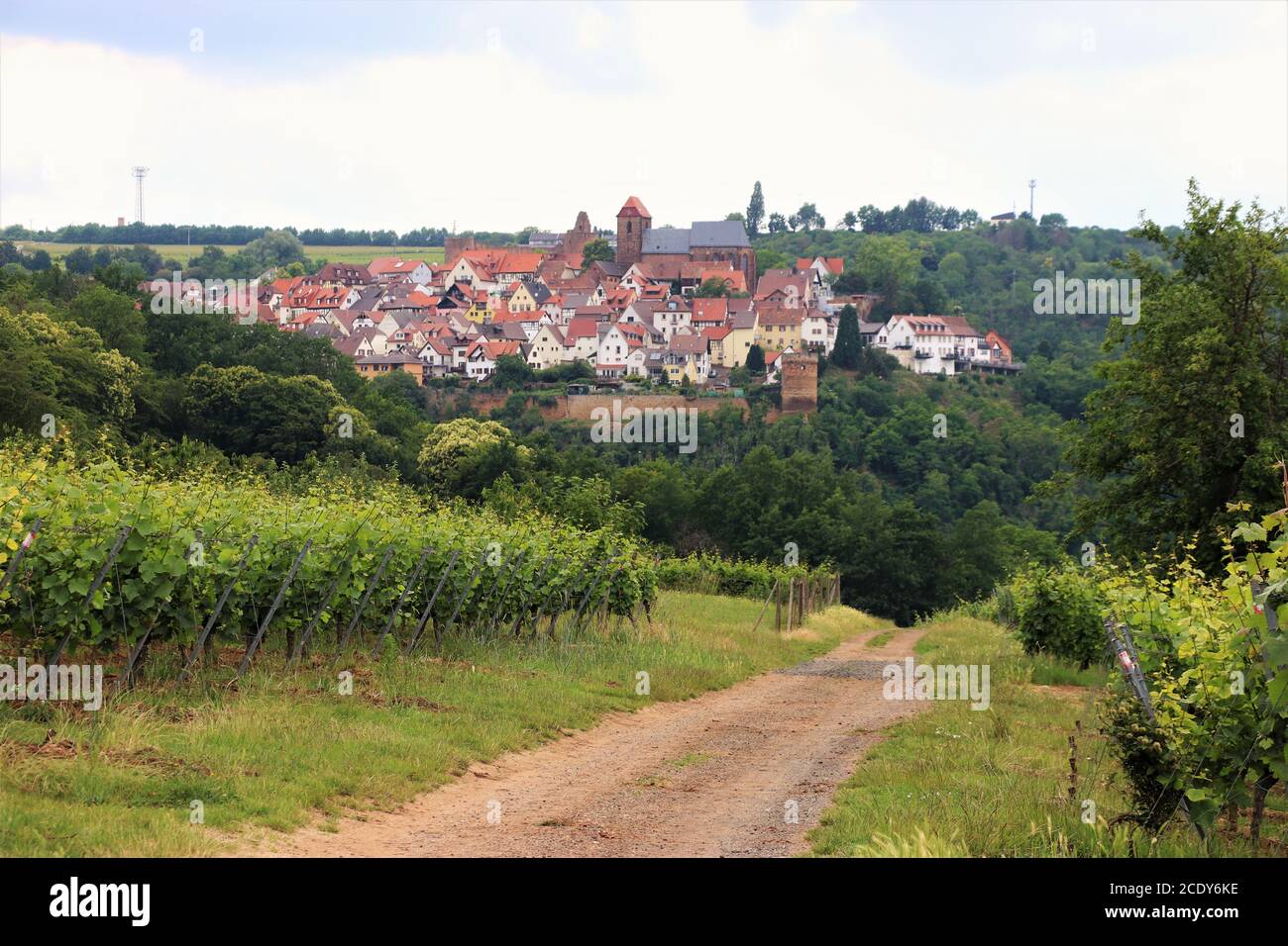 Path through Vineyard in German Wine Region, Neuleiningen, Germany ...