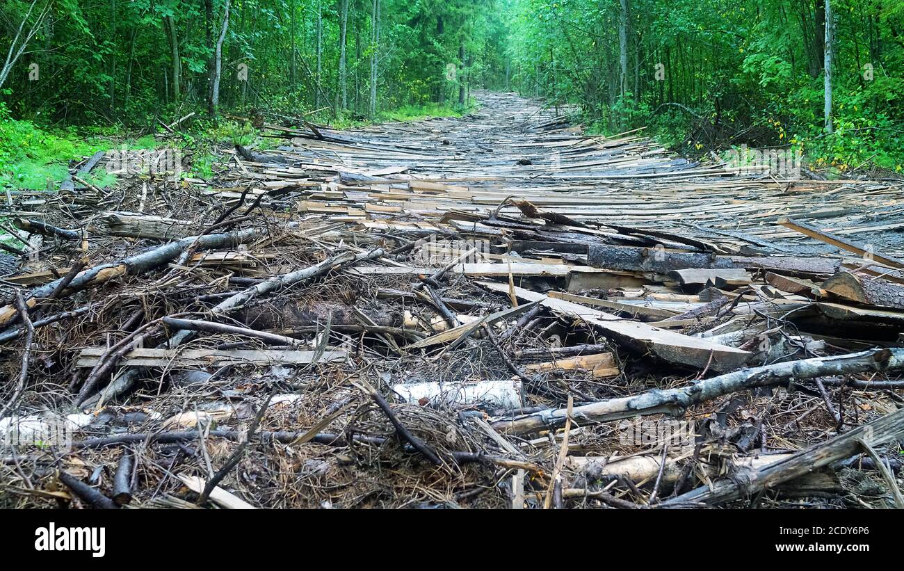 Logging Road in swampy area lined with waste from sawmill Stock Photo ...