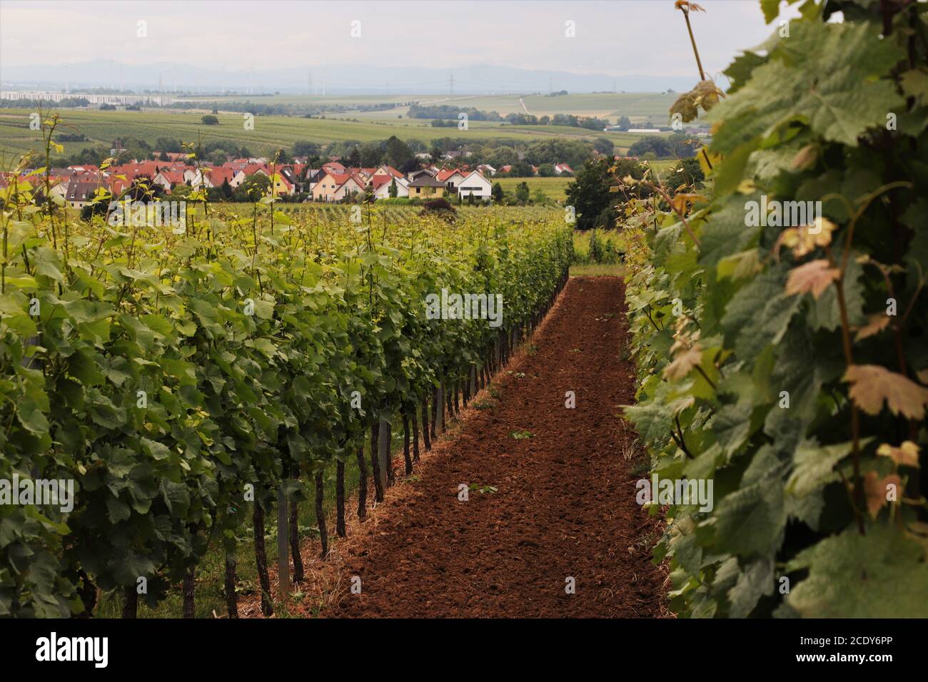 Path through Vineyard in German Wine Region, Neuleiningen, Germany ...