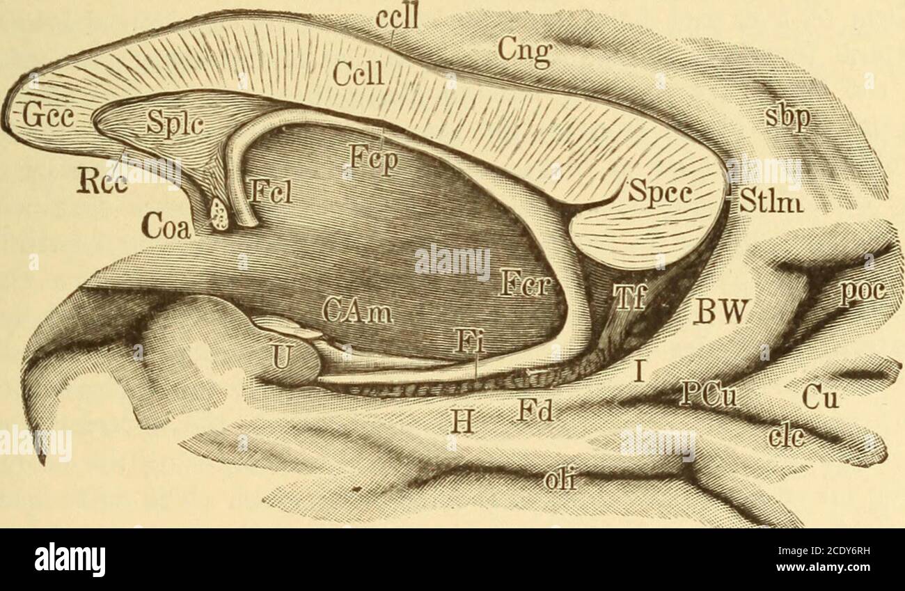 . Diseases of the nervous system . the gangliaof the cerebrum, situated ...