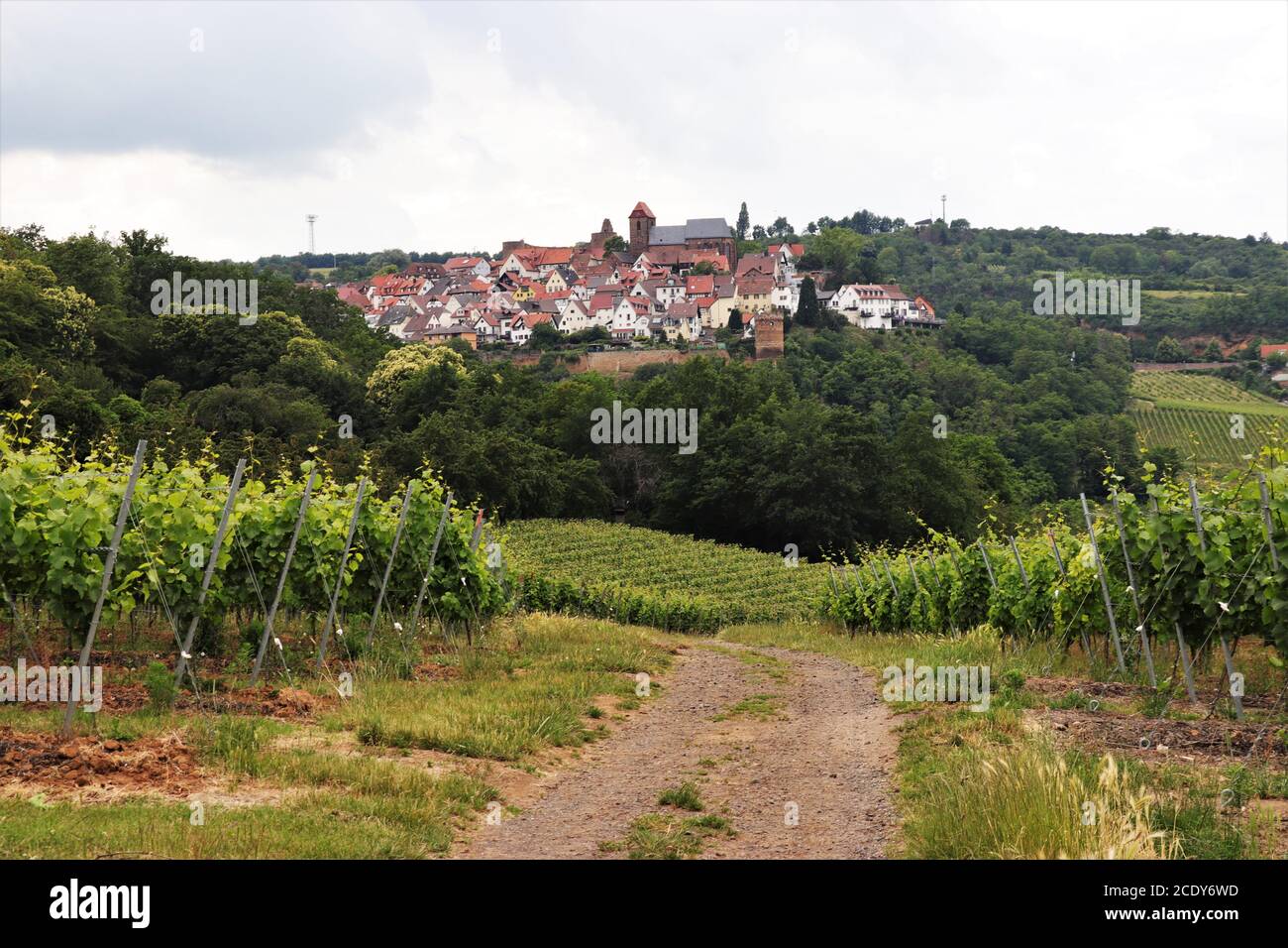 Path through Vineyard in German Wine Region, Neuleiningen, Germany ...