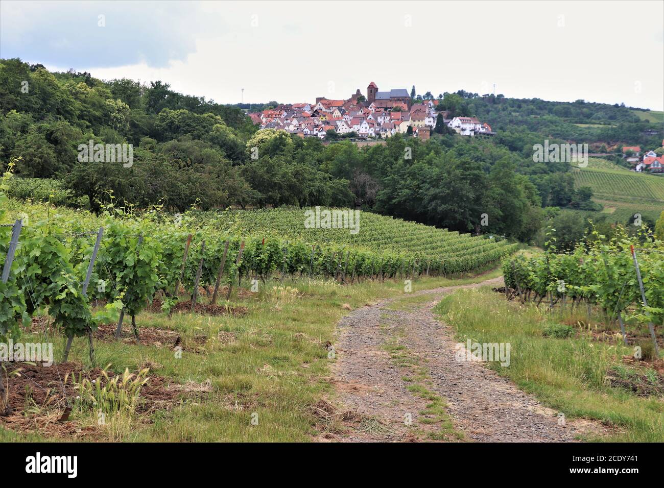 Path through Vineyard in German Wine Region, Neuleiningen, Germany ...