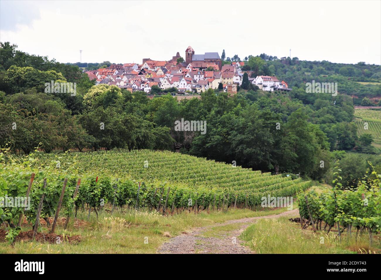 Path through Vineyard in German Wine Region, Neuleiningen, Germany ...
