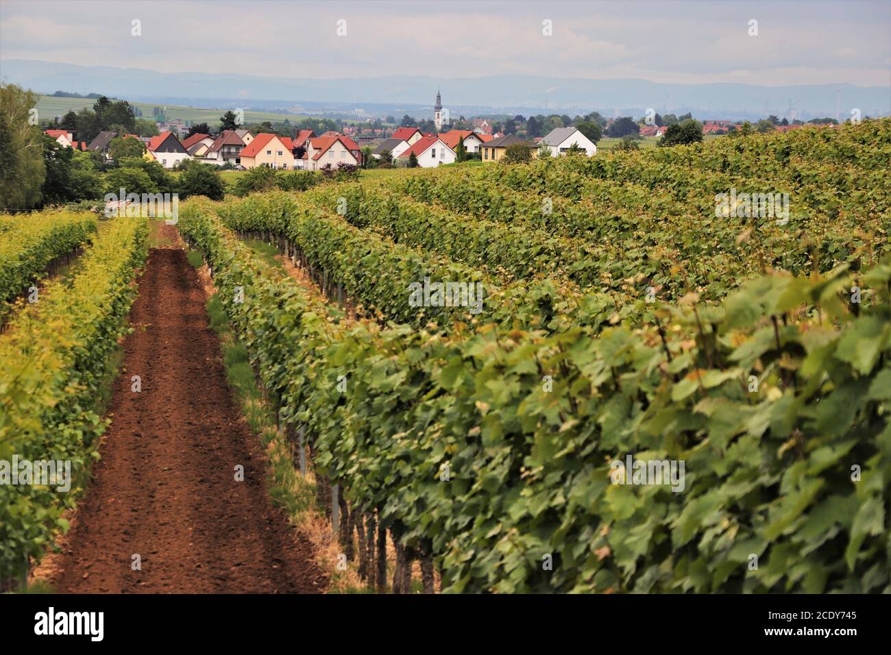 Path through Vineyard in German Wine Region, Neuleiningen, Germany ...