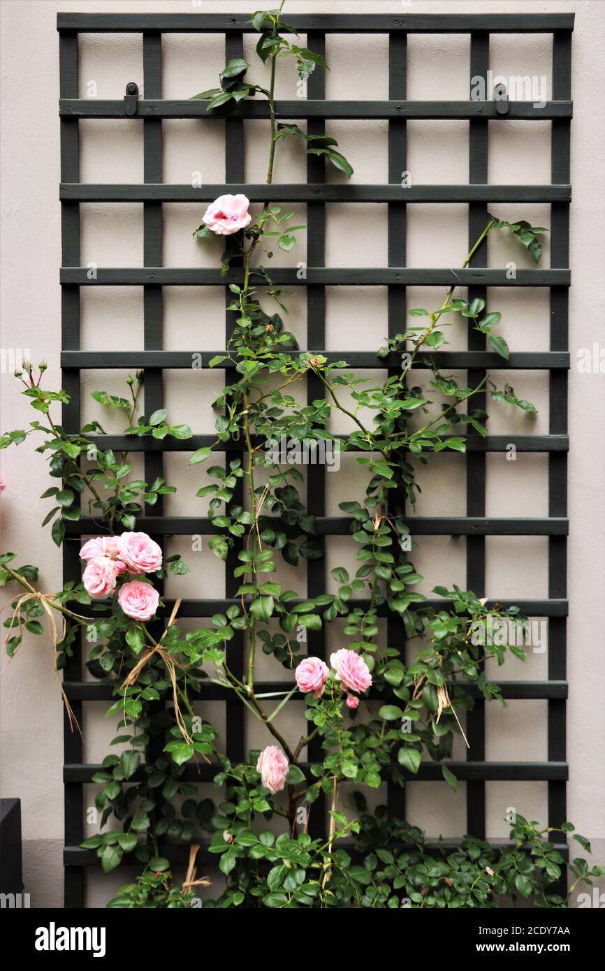 Pink Roses Growing on a Trellis, Germany Stock Photo - Alamy