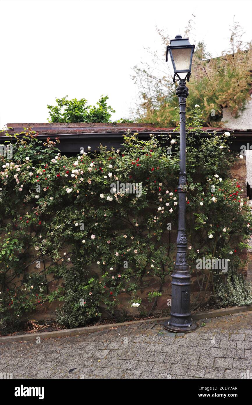 Rose vine hi-res stock photography and images - Alamy