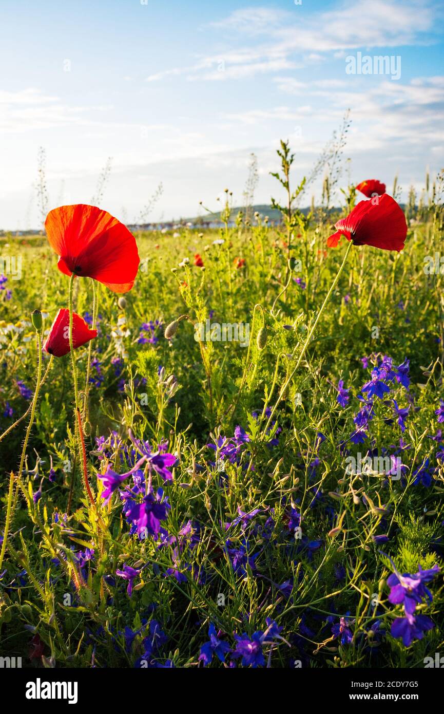 Poppys in garden hi-res stock photography and images - Alamy