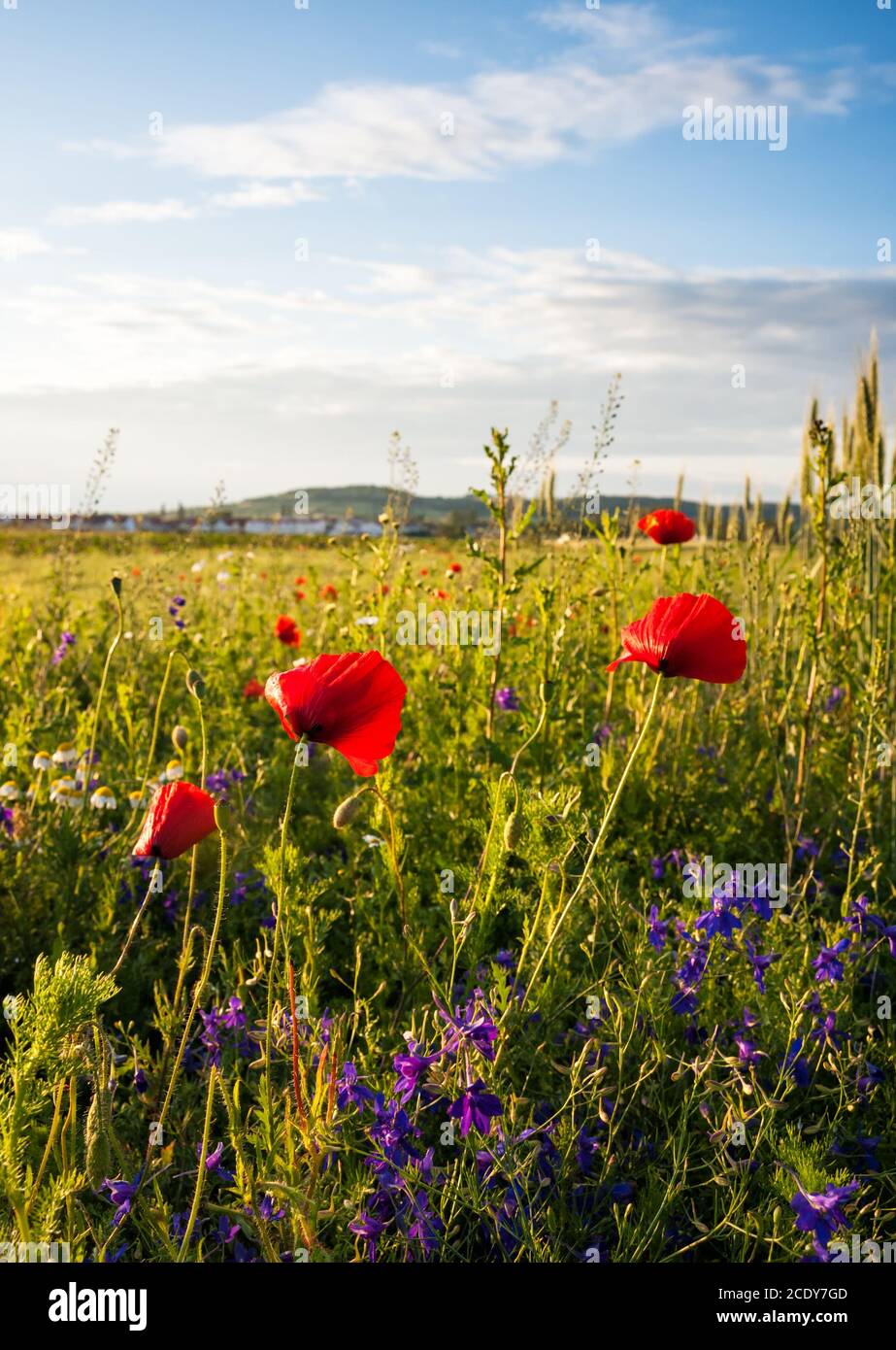 Poppy on the edge of a cornfield Stock Photo - Alamy