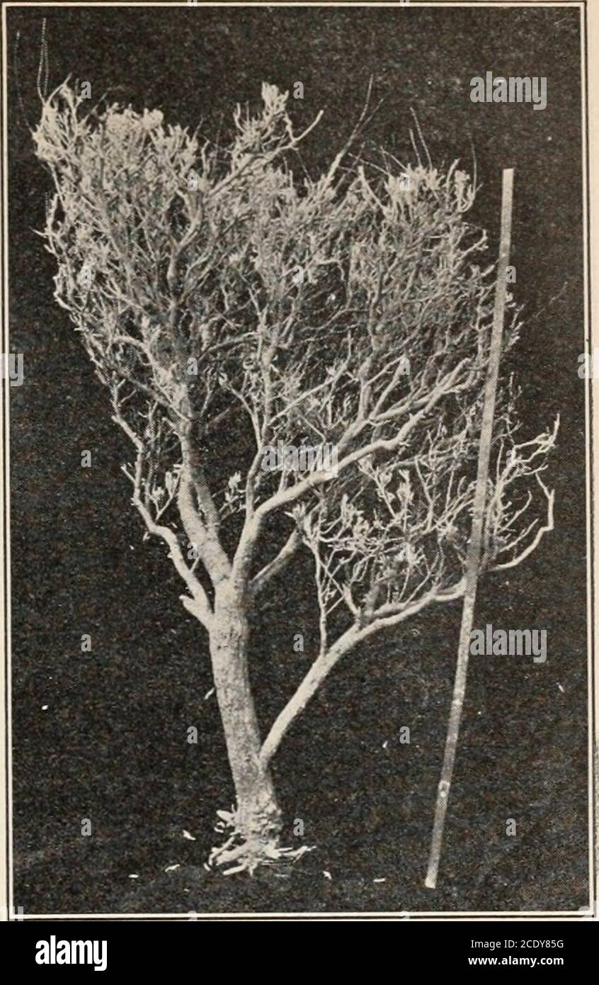 . The Popular science monthly . Fig. 3. The Specimen of theguatule on ...