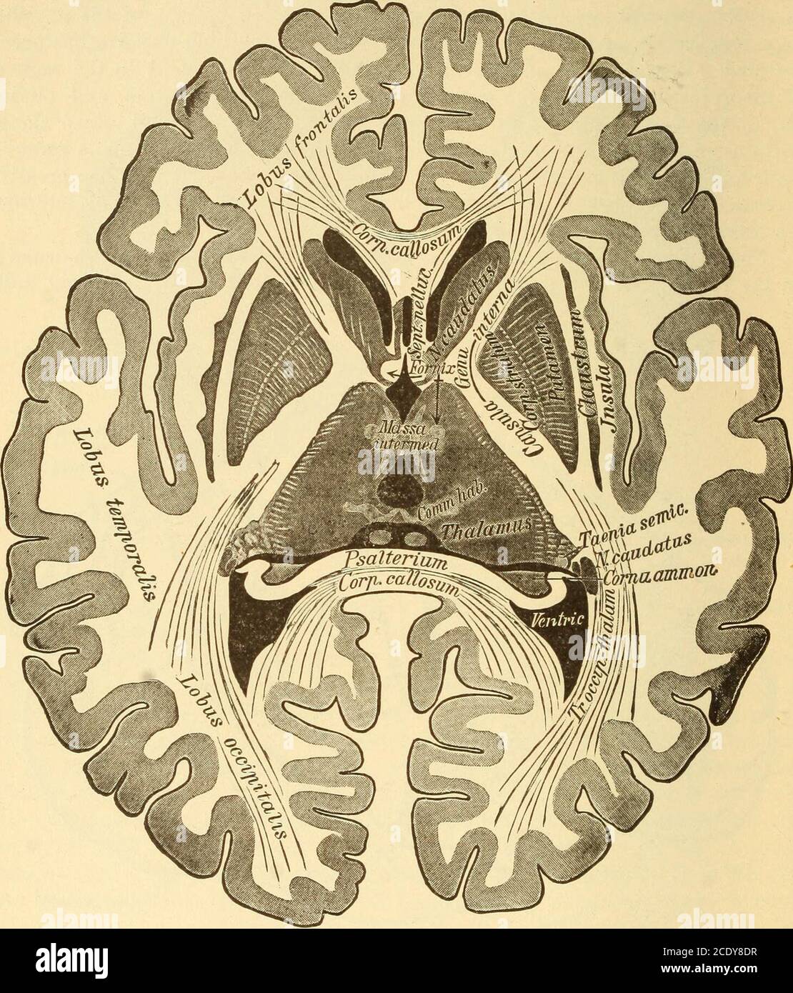 Human chimpanzee brain hi-res stock photography and images - Alamy