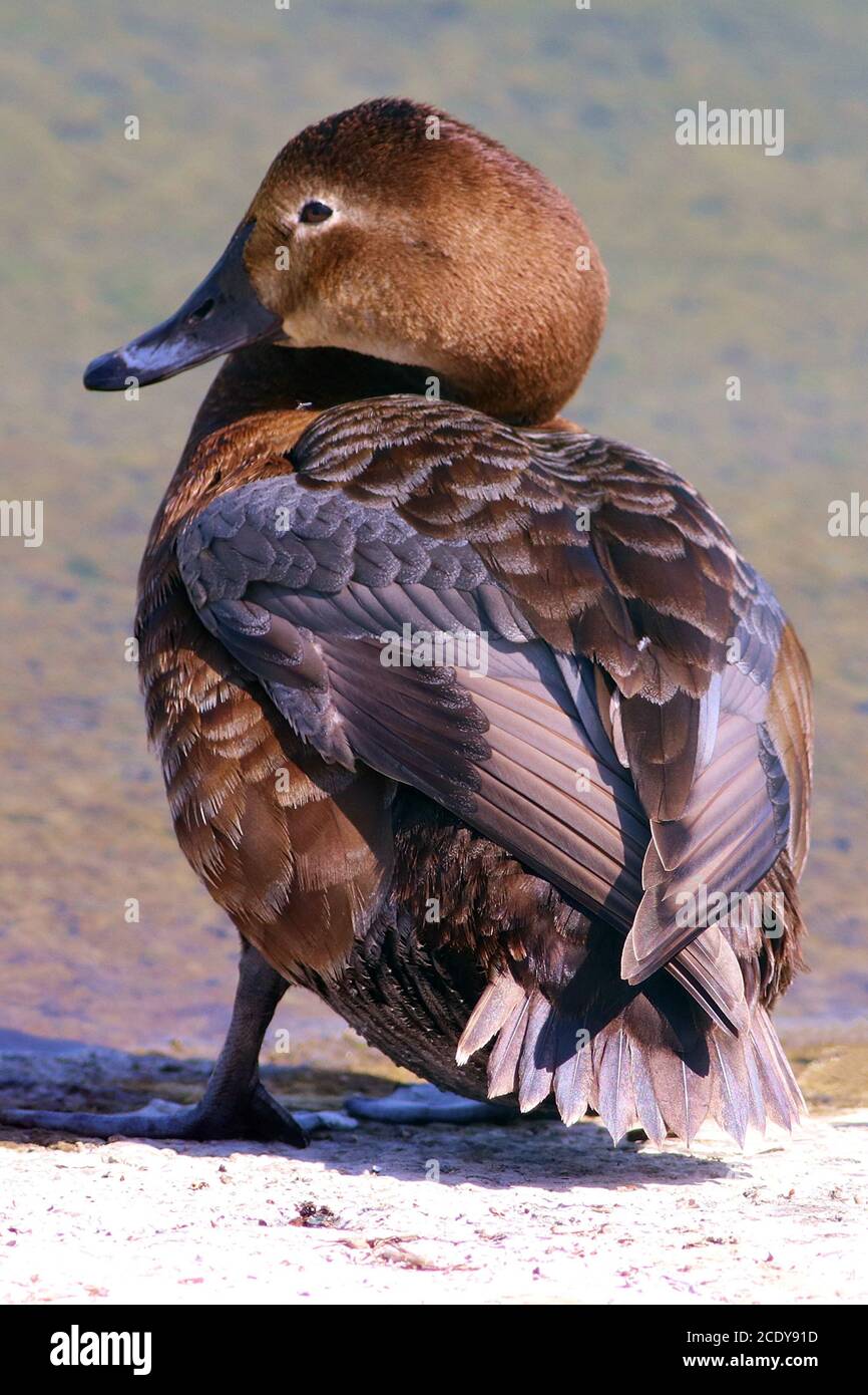 Female pochard duck bird hi-res stock photography and images - Alamy