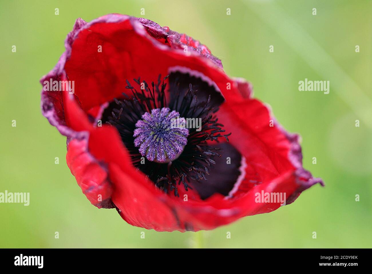 The trenches poppy hi-res stock photography and images - Alamy