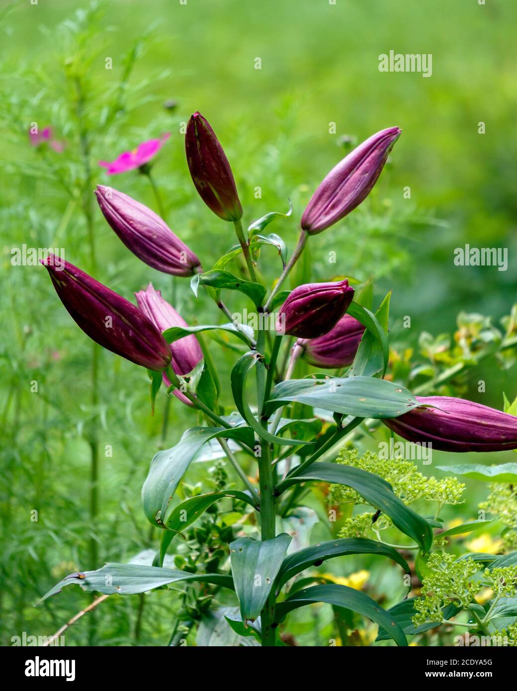 Beautiful large buds of burgundy lily flowers close-up Stock Photo - Alamy