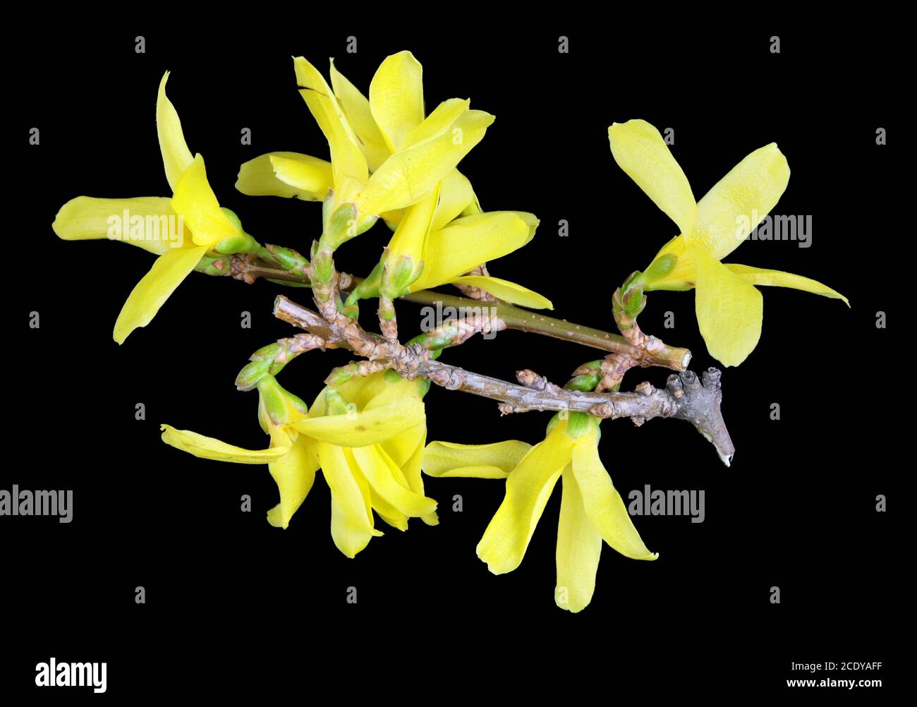 Spring April Forsythia bush branches with yellow flowers macro isolated ...