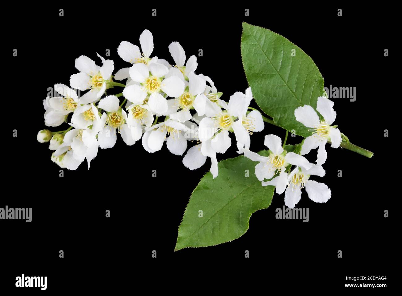 Spring season black and white hi-res stock photography and images - Alamy