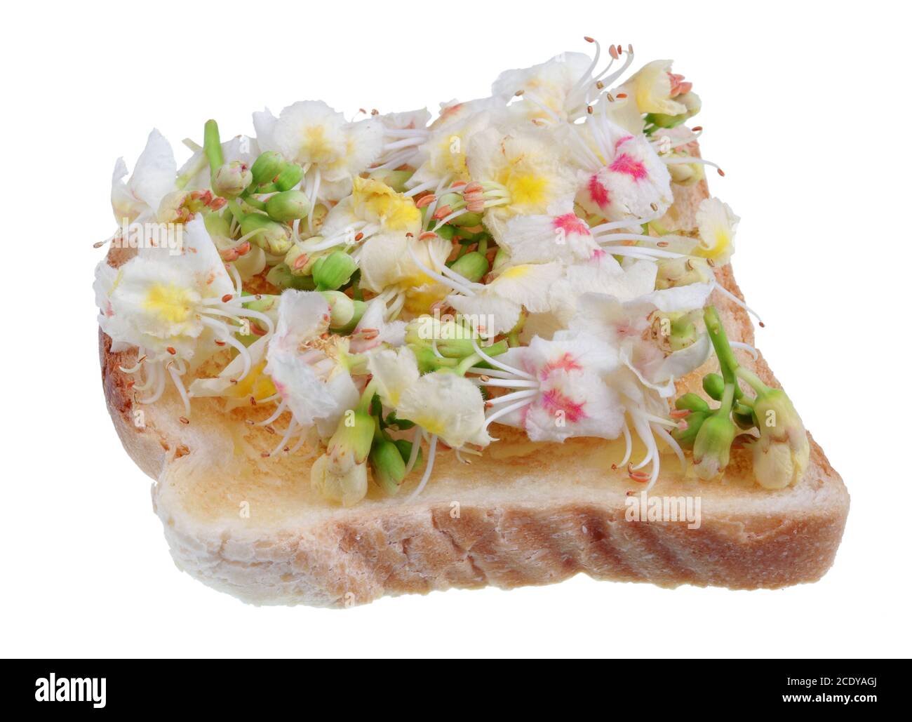 Fried toast bread with petals of spring chestnut tree flowers- exotic ...