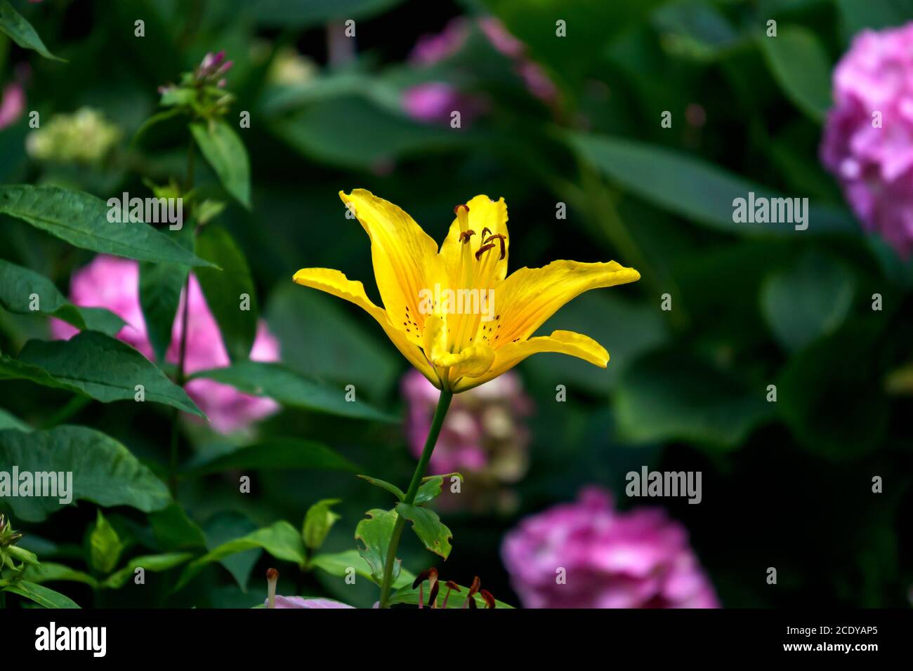 Beautiful yellow large flowers of lilies close-up Stock Photo - Alamy