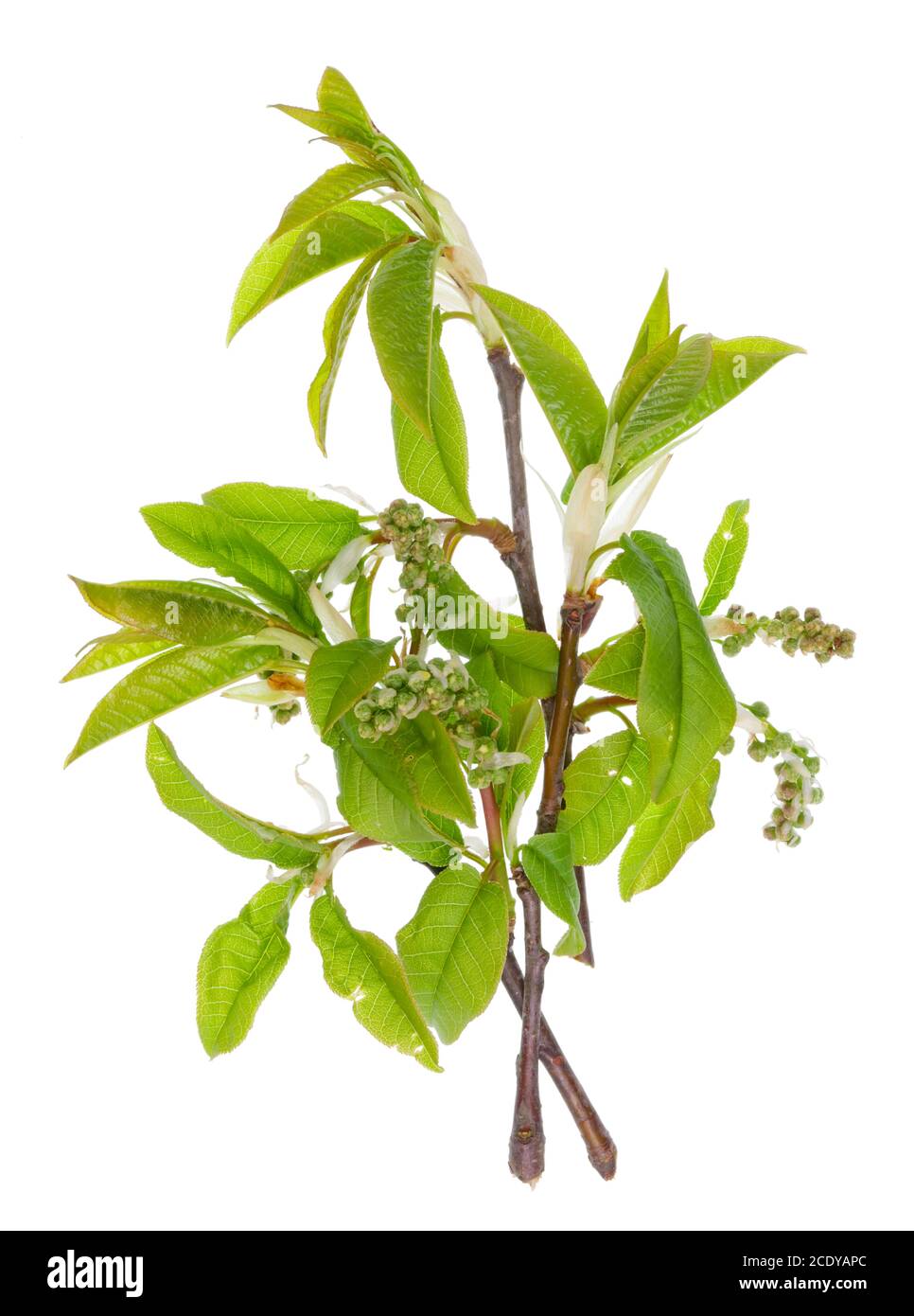 Spring April branches with green buds of wild Bird Cherry tree isolated ...