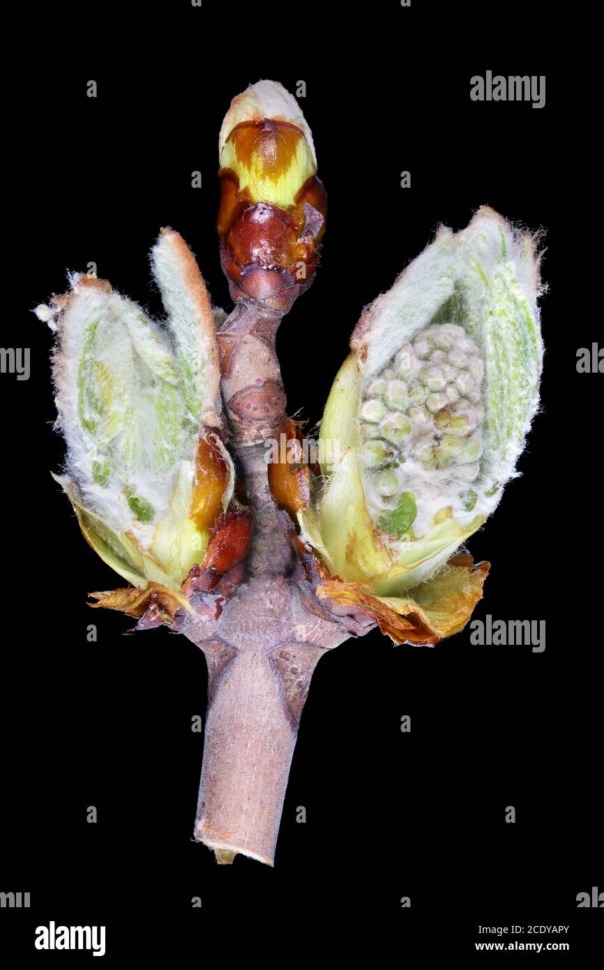 Isolated chestnut tree near hi-res stock photography and images - Alamy